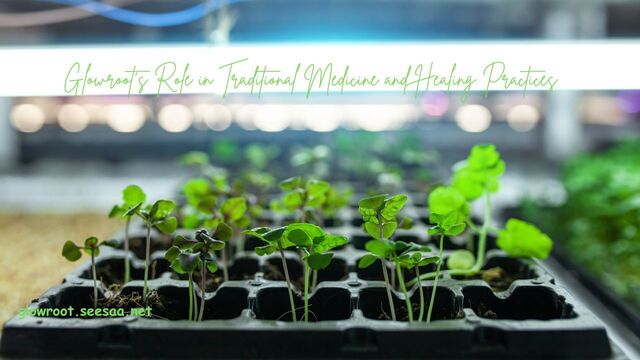 Traditional Medicine and Healing Practices: Glowroot